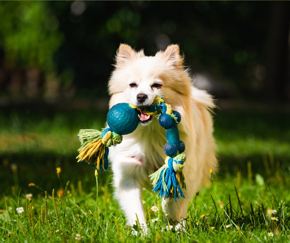 Do Not Punish the Growl: Understanding Dog Growling