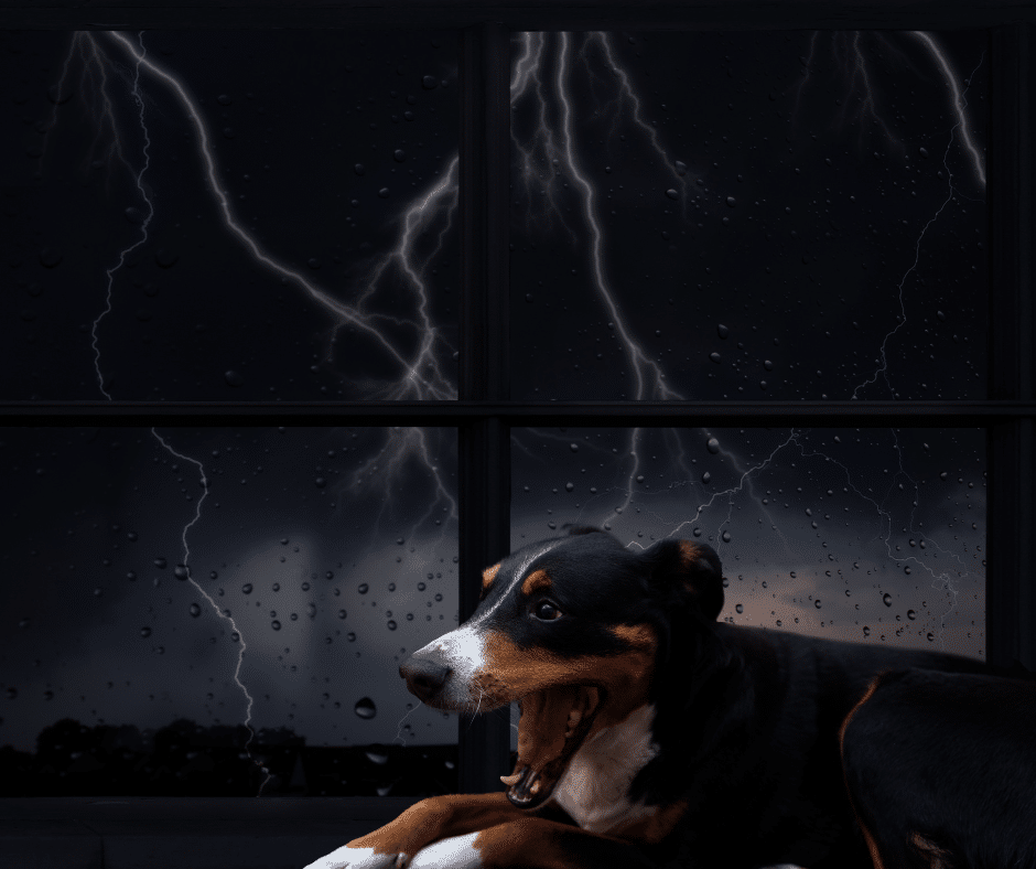 Dog Training Tips for Managing Stress in Dogs | Hamilton