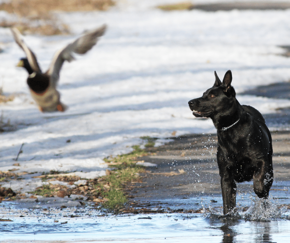 Understanding Self-Rewarding Behaviors in Dogs: A Guide for Hamilton ...