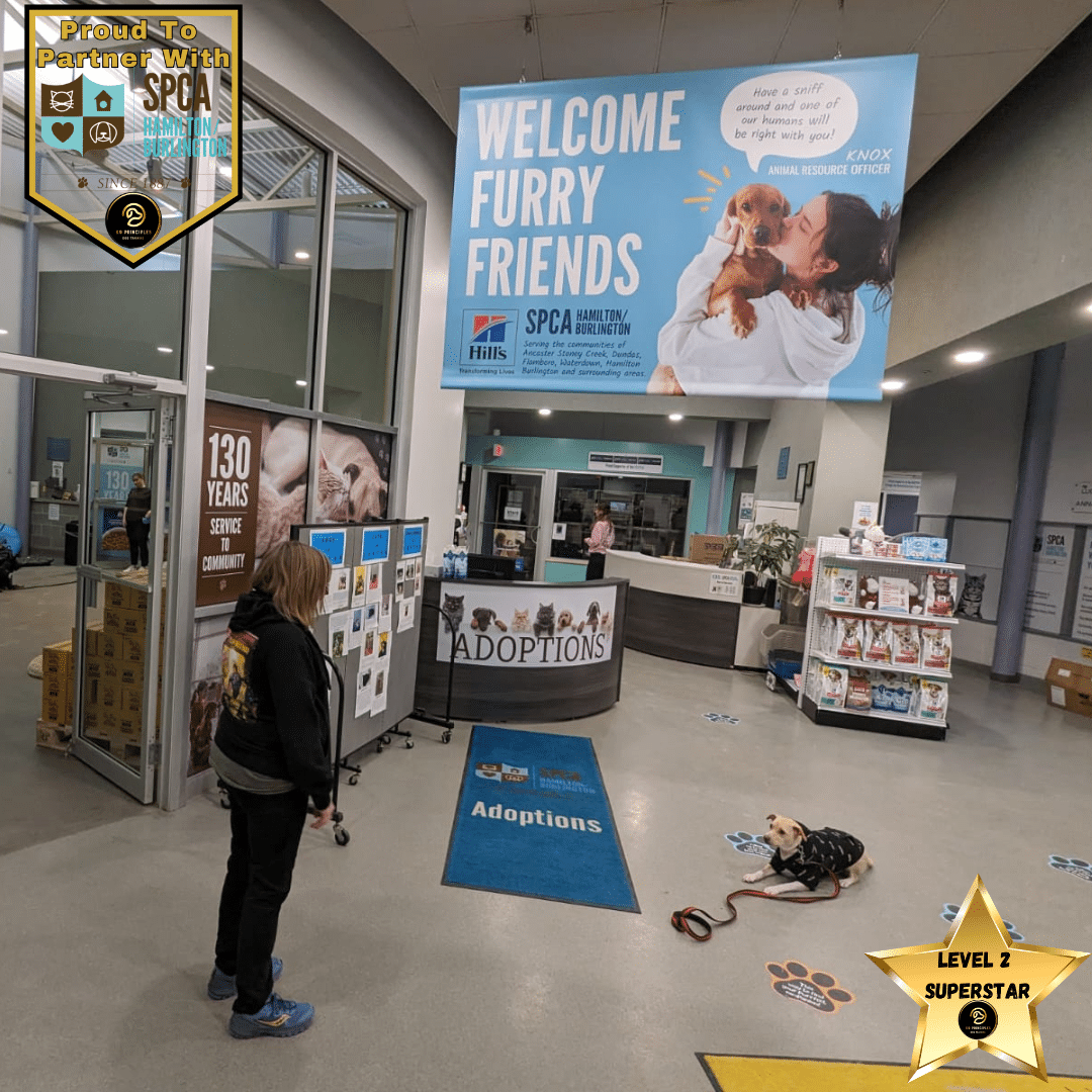 A Comprehensive Guide to Successful Rescue Dog Adoption