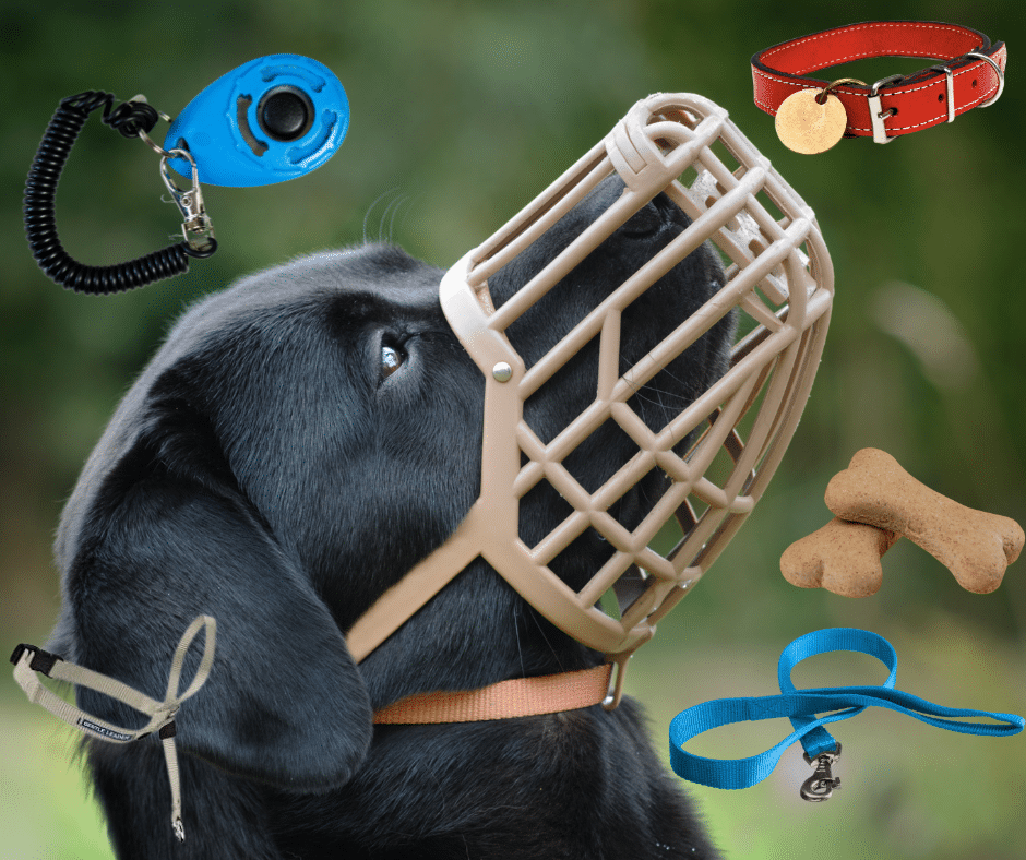 How to Socialise a Reactive Dog: Comprehensive Guide by K9 Principles