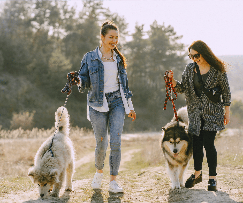 How to Socialise a Reactive Dog: Comprehensive Guide by K9 Principles