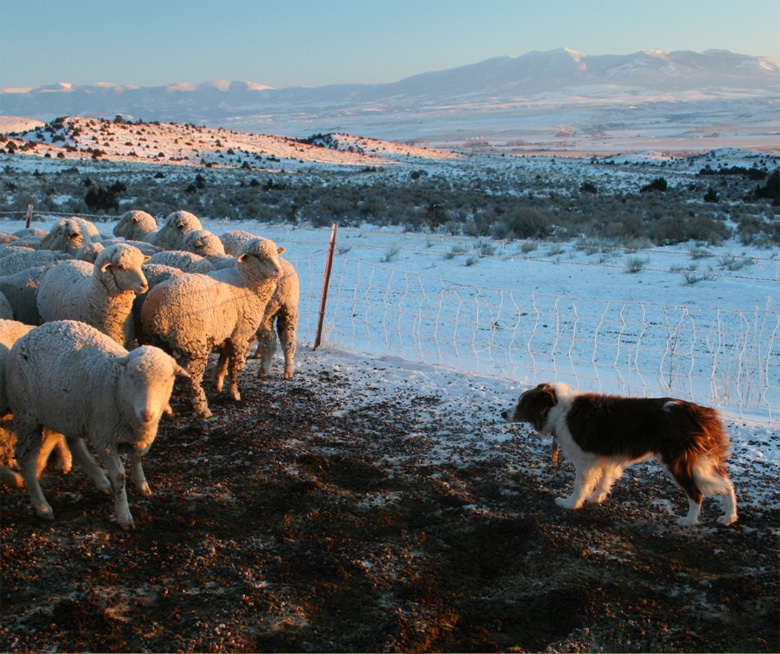 Mastering Prey Locking in Dogs: Top Insights & Tips to Handle Prey ...