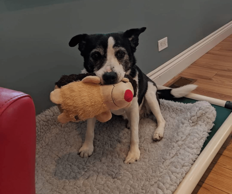 Effective Techniques for Training an Older Dog: A Complete Guide for ...