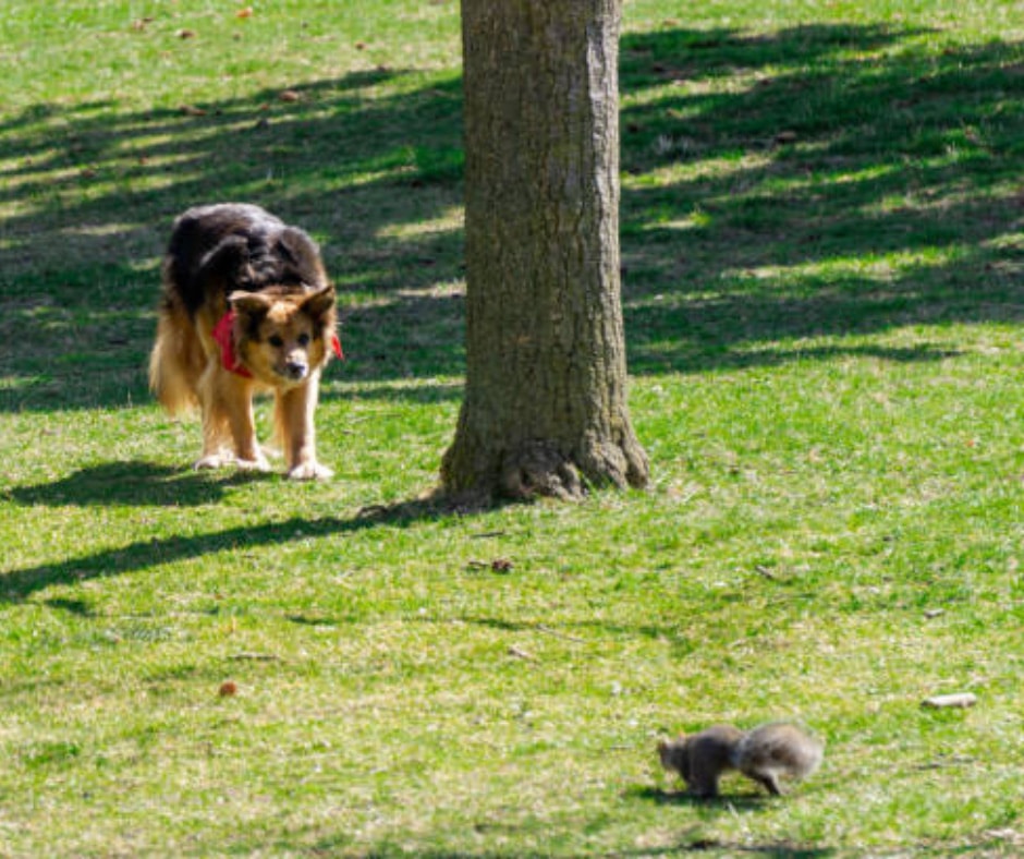 Mastering Prey Locking in Dogs: Top Insights & Tips to Handle Prey ...