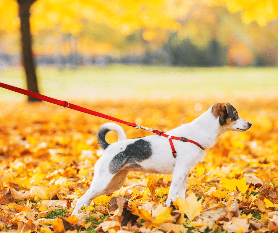 How to Overcome Over-Arousal in Dogs: A Guide to Effective Dog Training ...