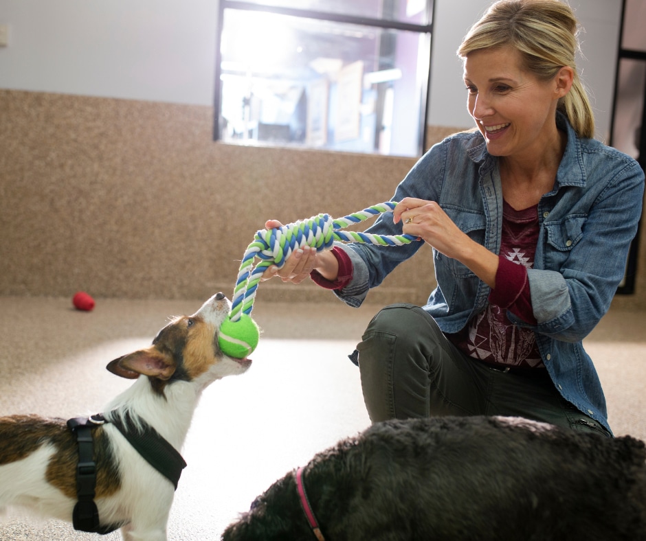 The Value of Play in Dog Training: Transform Your Dog's Learning with Fun