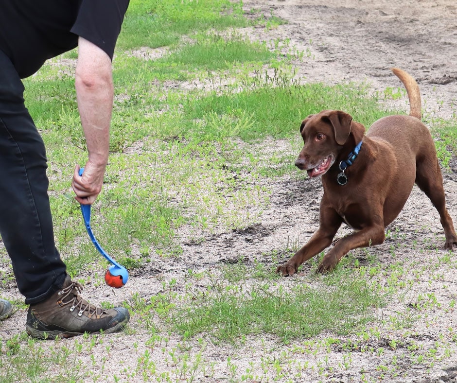 Mastering Dog Training with the Premack Principal: The Key to Effective ...