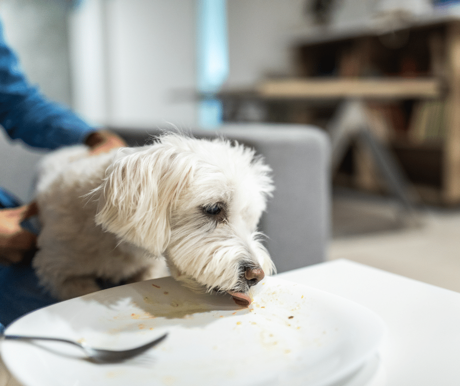 Understanding the Four Quadrants of Dog Training: A Comprehensive Guide ...