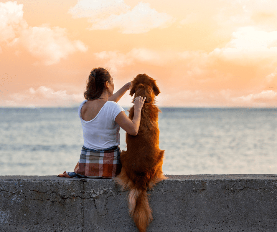 Understanding the Four Quadrants of Dog Training: A Comprehensive Guide ...