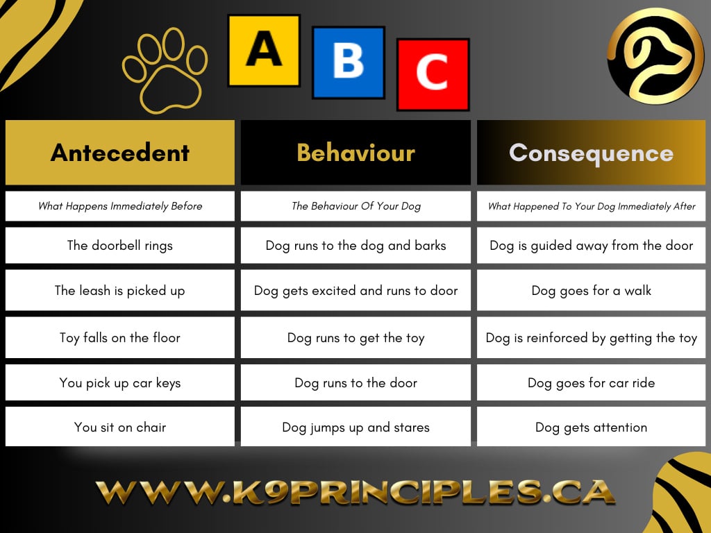 Mastering the A B C of Dog Training: The Complete Guide for Beginners