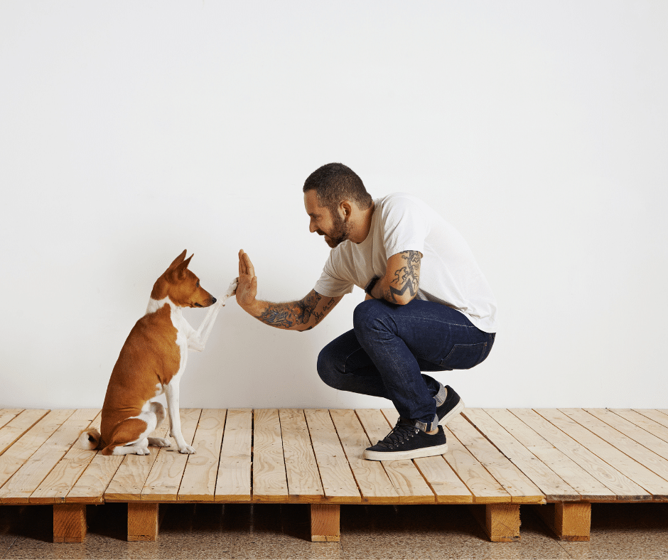 Mastering the A B C of Dog Training: The Complete Guide for Beginners
