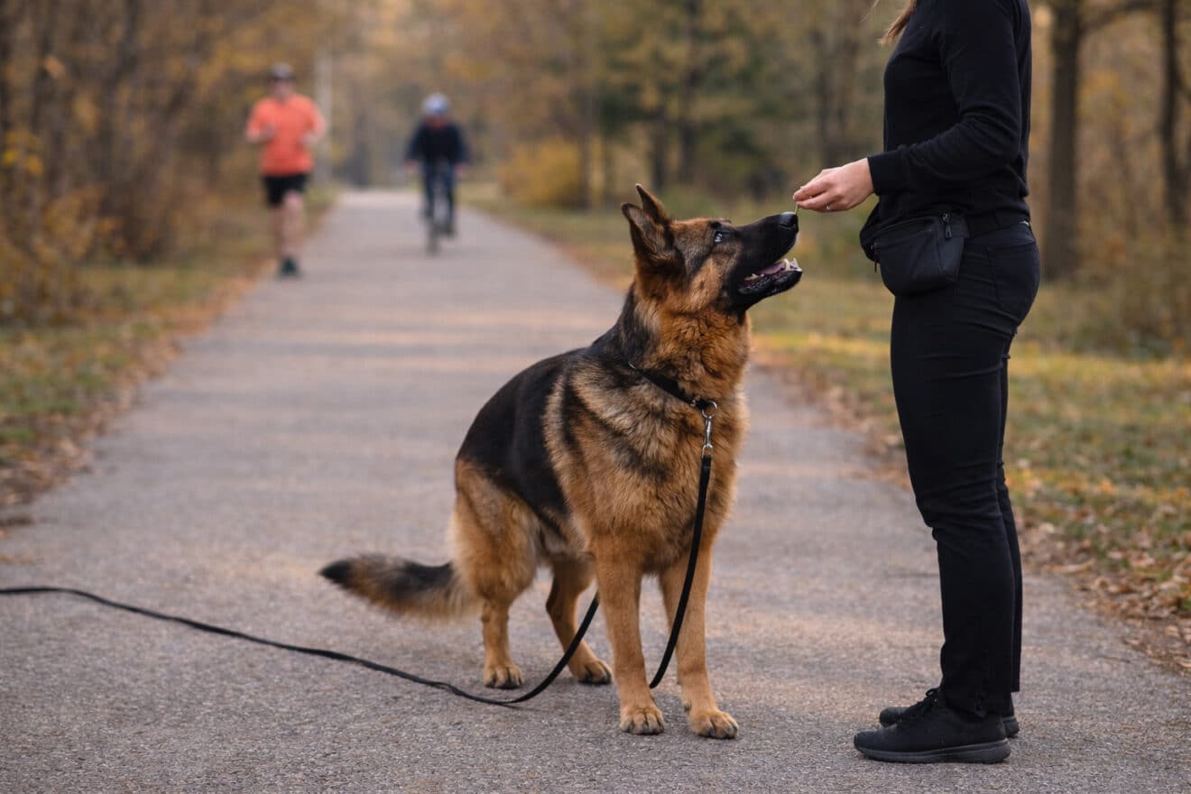 Reinforcement in Real Life: How to Fade Treats Without Losing Your Dog ...